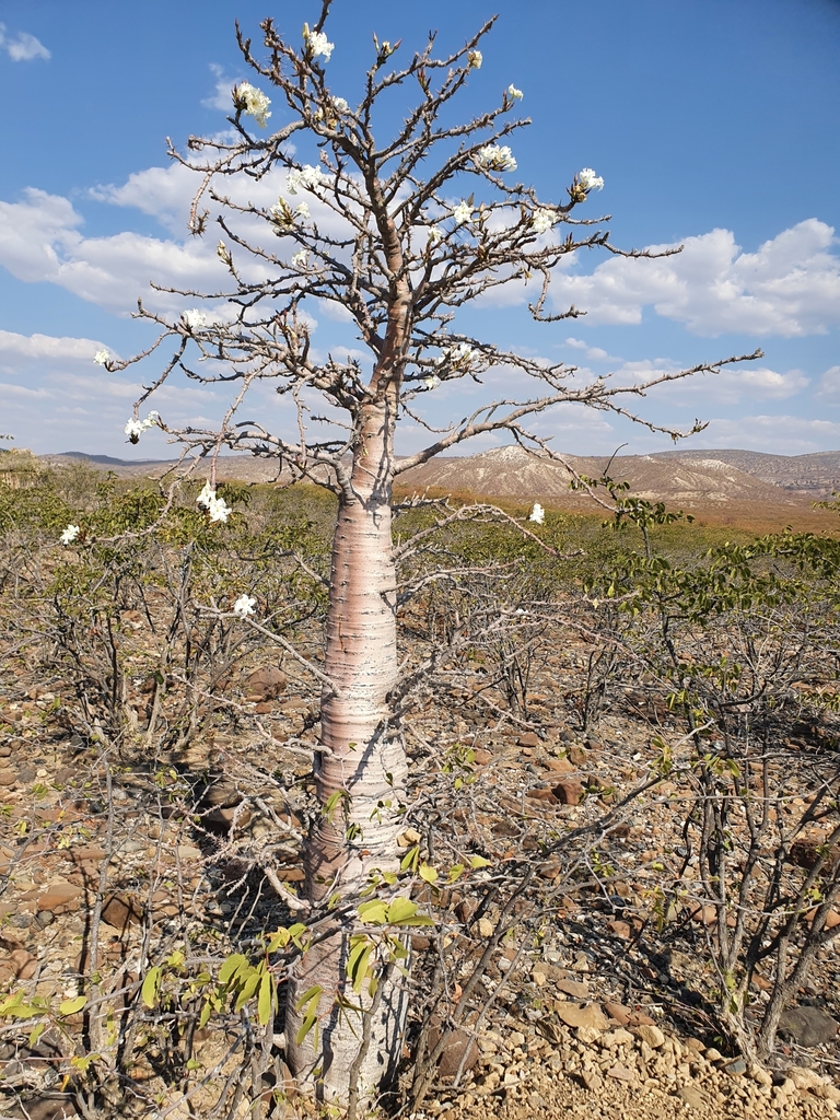 bottle tree from Kunene, Namibia on July 17, 2021 at 03:44 PM by stefan ...