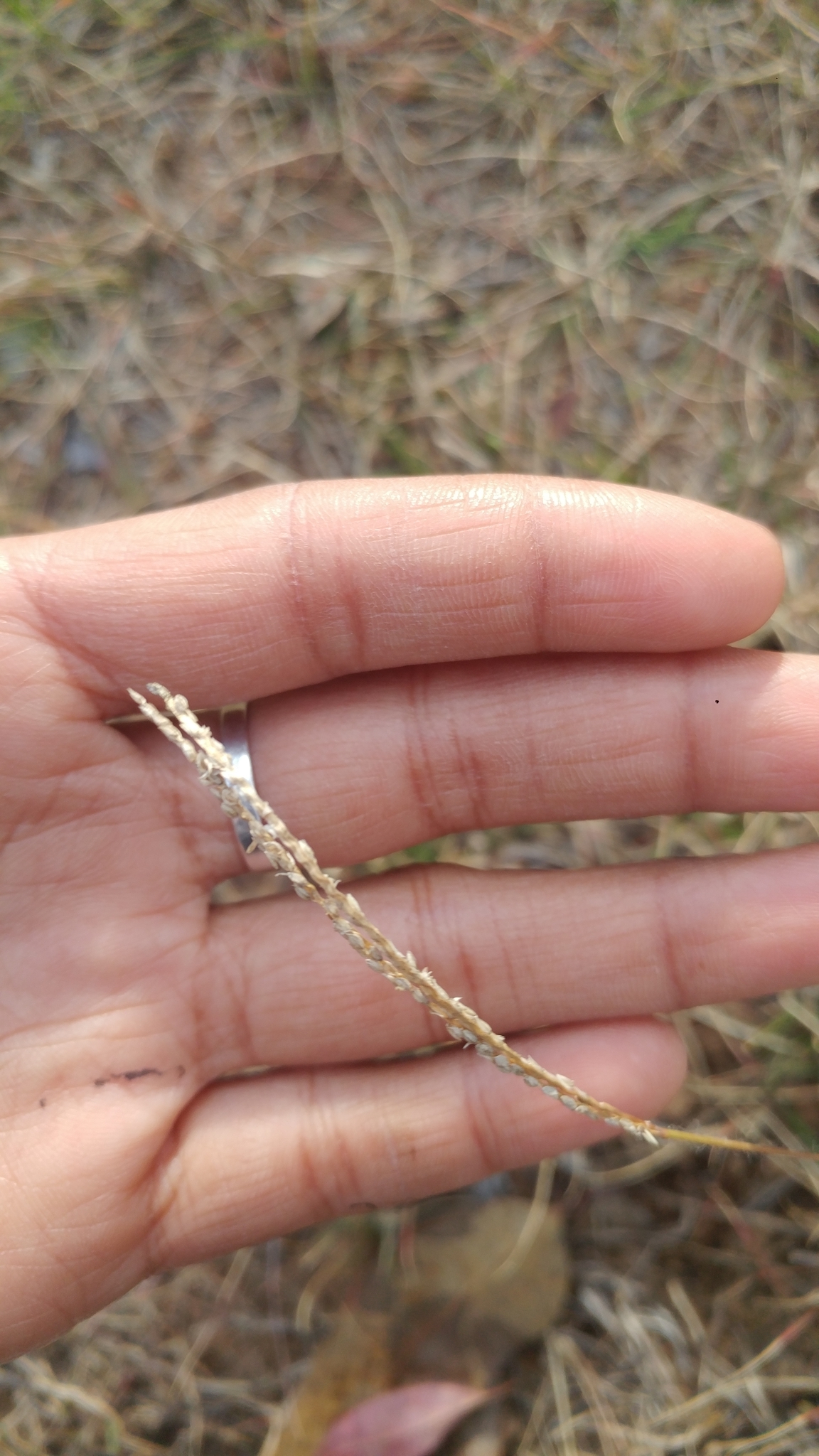 Digitaria longiflora (Retz.) Pers.