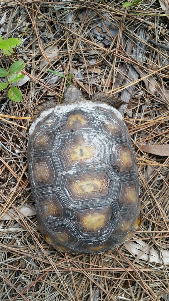 Gopher Tortoise in July 2021 by Jay Horn · iNaturalist