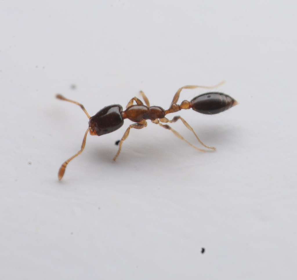 Flower Ant (Hymenoptera (ants, bees and wasps) of the Chagos ...