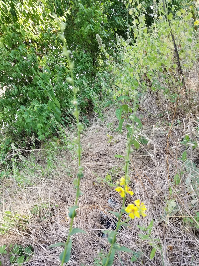 wavyleaf mullein from Baltimore, MD, USA on July 17, 2021 at 09:50 AM ...