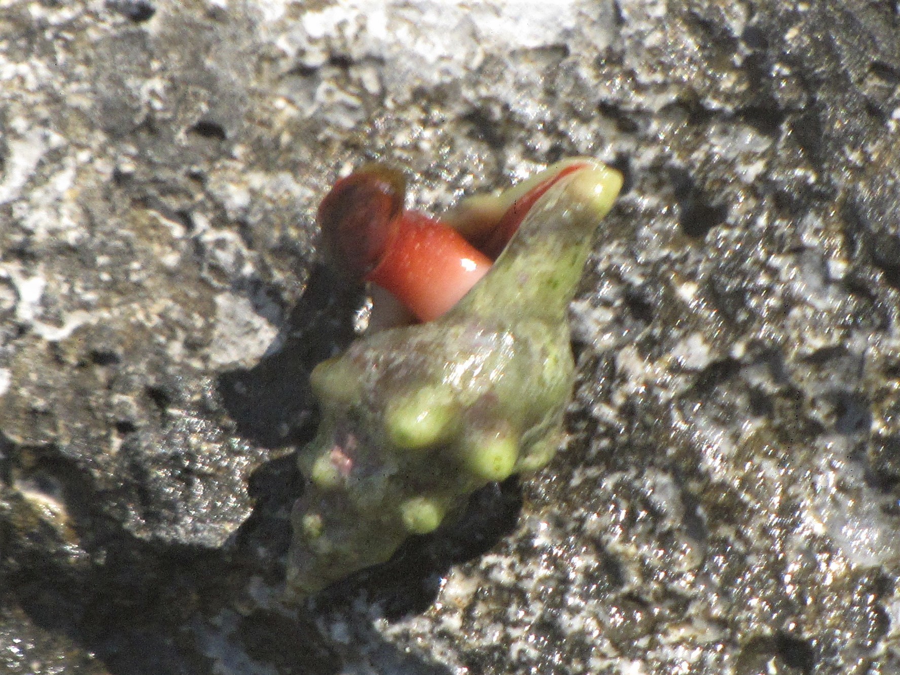 Tarantinaea lignaria (Linnaeus, 1758)