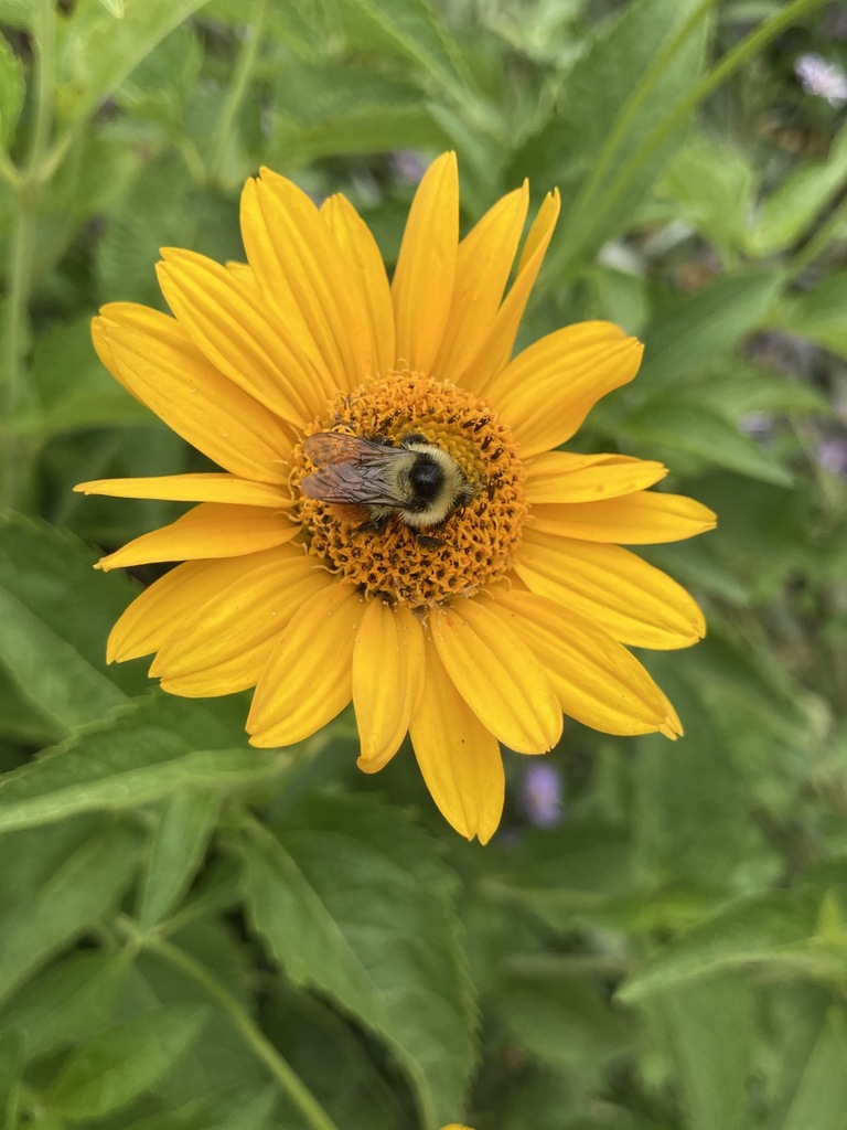 Red-belted Bumble Bee from Douglasdale, Calgary, AB T2Z, Canada on July ...