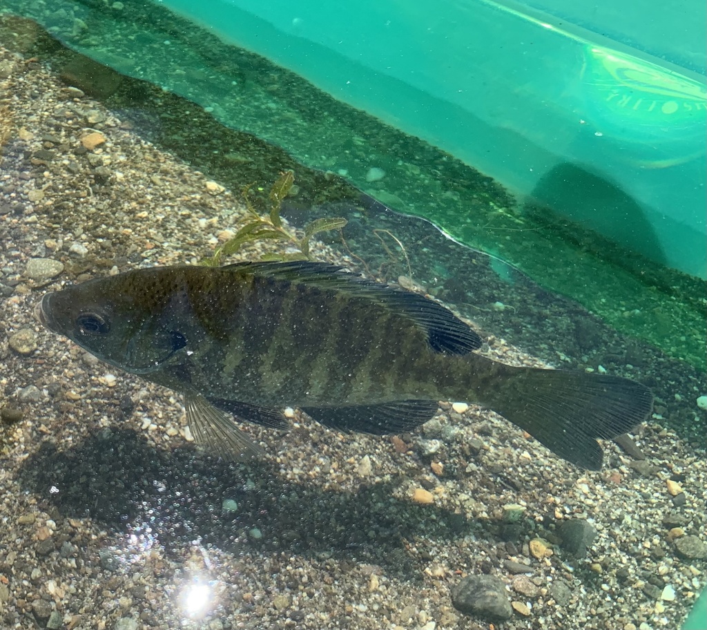 Bluegill in July 2021 by Ashwin Srinivasan. Caught by someone who ...