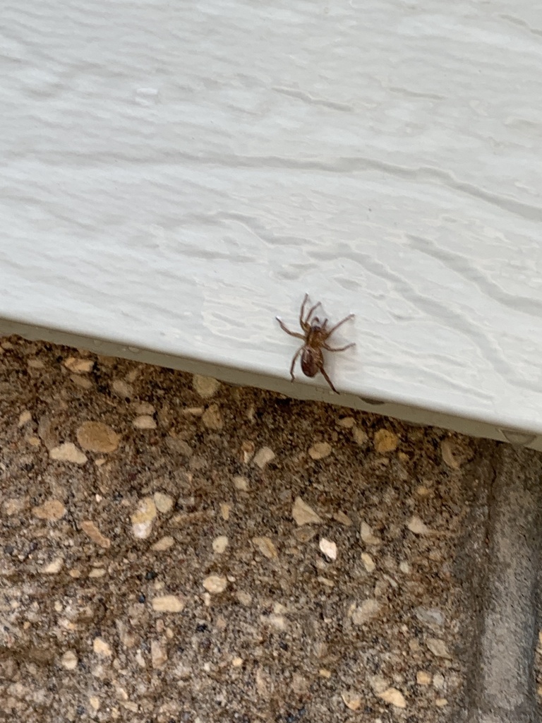 Wolf Spiders and Allies from Garland St E, West Salem, WI, US on July ...