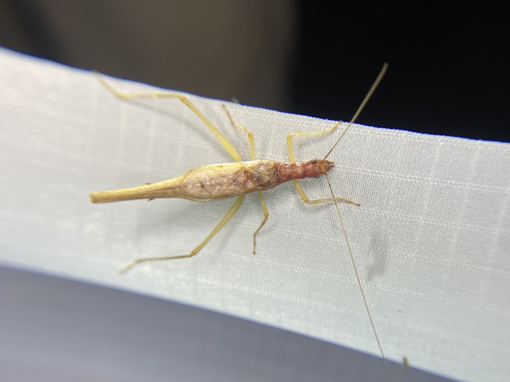 Two-spotted Tree Cricket from Holford Rd, Garland, TX, US on July 17 ...