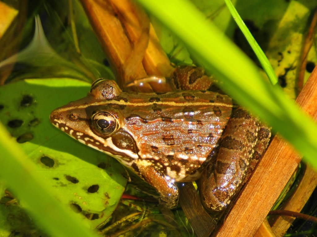 Common River Frog from Umdoni Forest on March 24, 2018 at 08:33 AM by ...