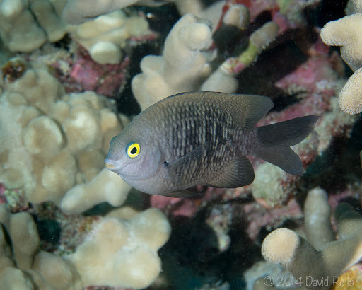 Hawaiian Gregory (Reef Fish of the Hawaiian Islands) · iNaturalist