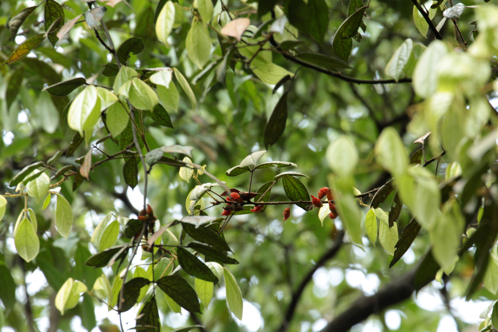 connarus family (Connaraceae) - Botanical Realm