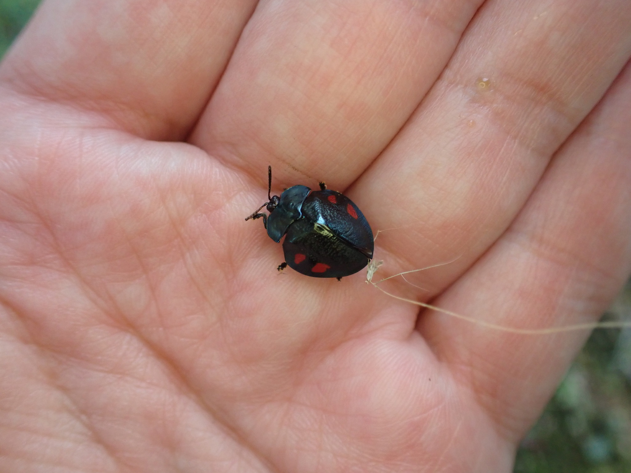 Stolas discoides (Linnaeus, 1758)