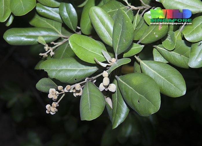 Avicennia rumphiana (Flora Singapore List A) · iNaturalist