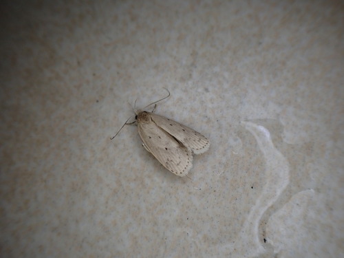Stenoma leucana · iNaturalist United Kingdom