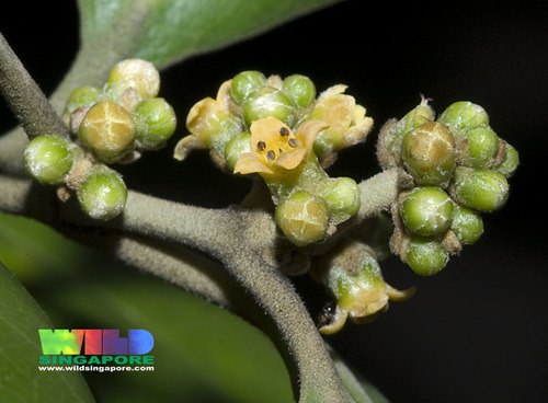 Avicennia rumphiana (Flora Singapore List A) · iNaturalist