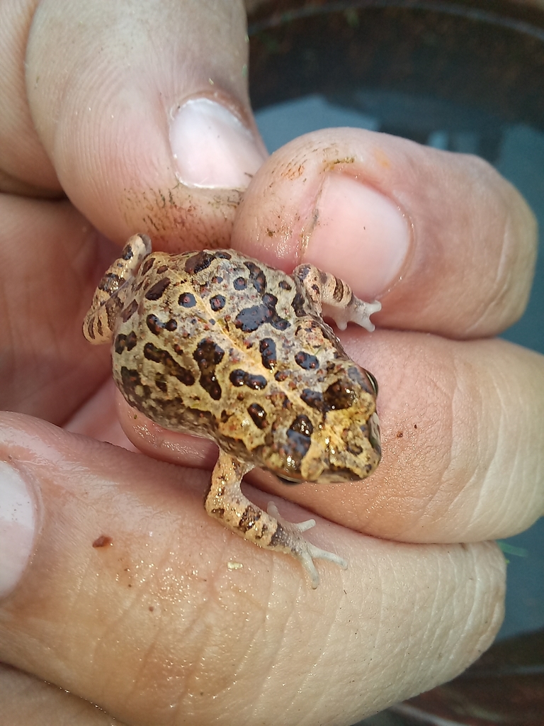 confusing toad (Amphibians of Southern Mexico ) · iNaturalist