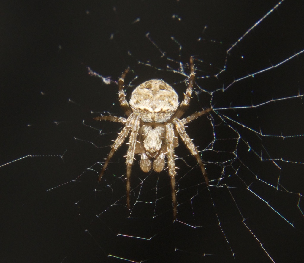 Brown Sailor Spider from Trinidad, Port of Spain, Trinidad and Tobago ...