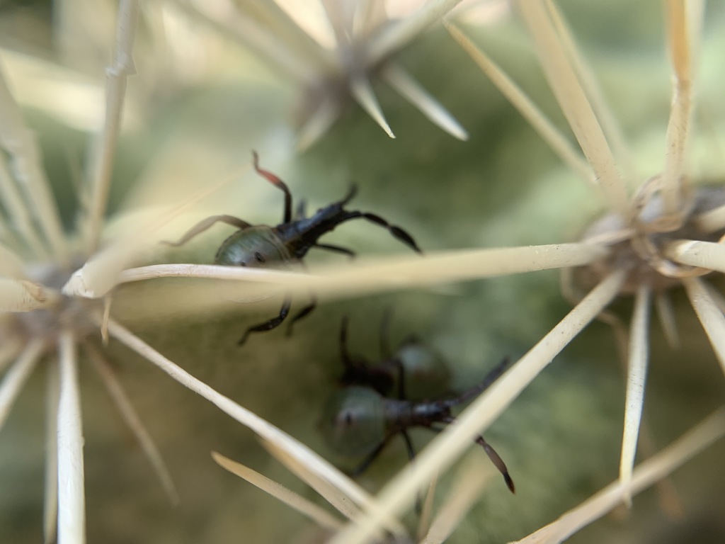 Cactus Coreid Bug from University, Riverside, CA 92507, USA on May 06 ...