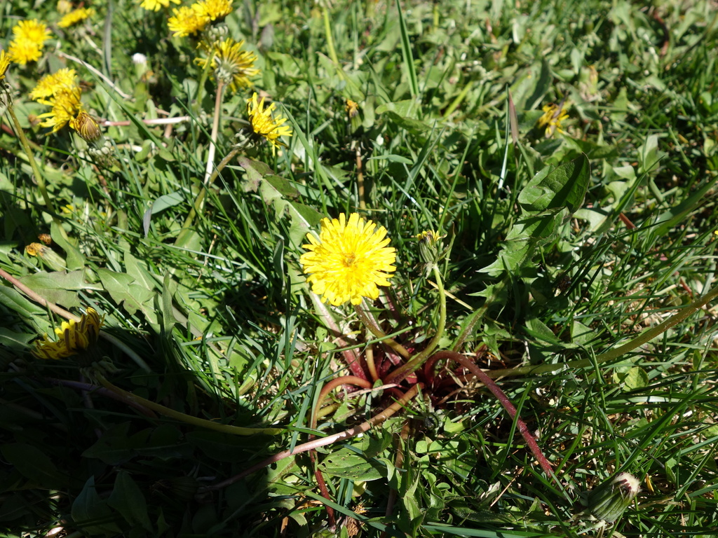 grassland dandelion from Peterborough, ON, Canada on May 14, 2021 at 03 ...
