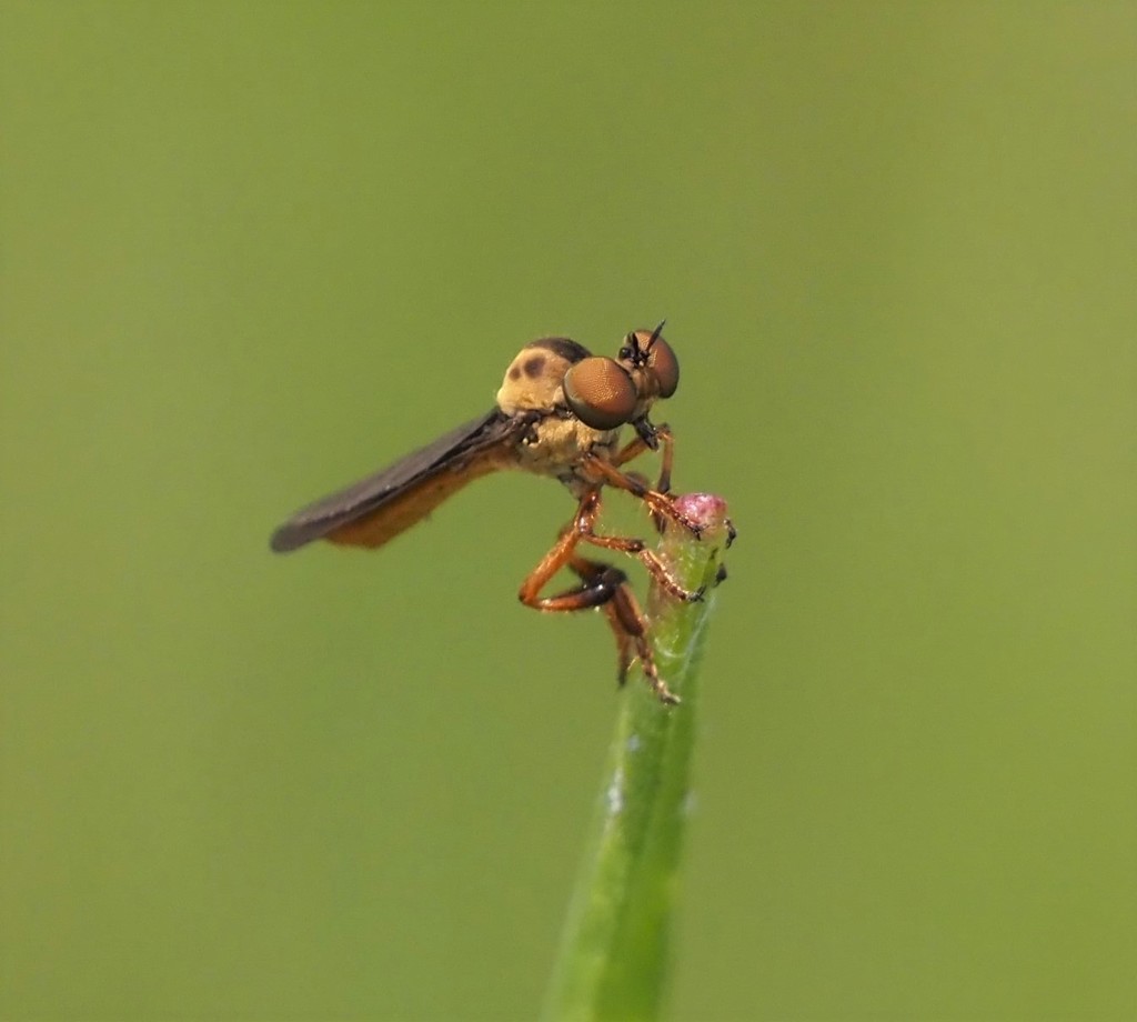 Gnat Ogres from 309 Alexander Pike, Marblehead, OH 43440, USA on July ...