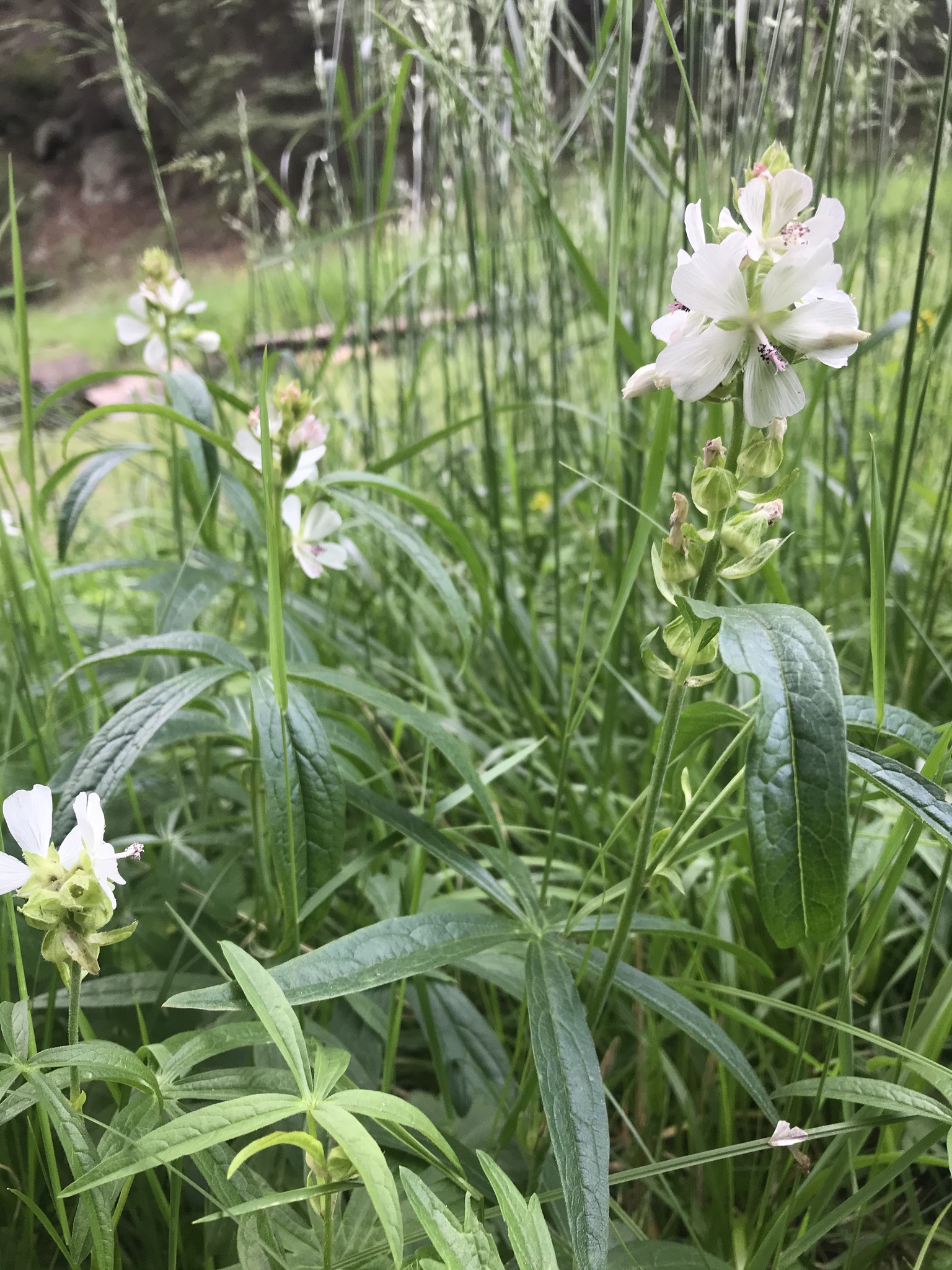Sidalcea candida A.Gray