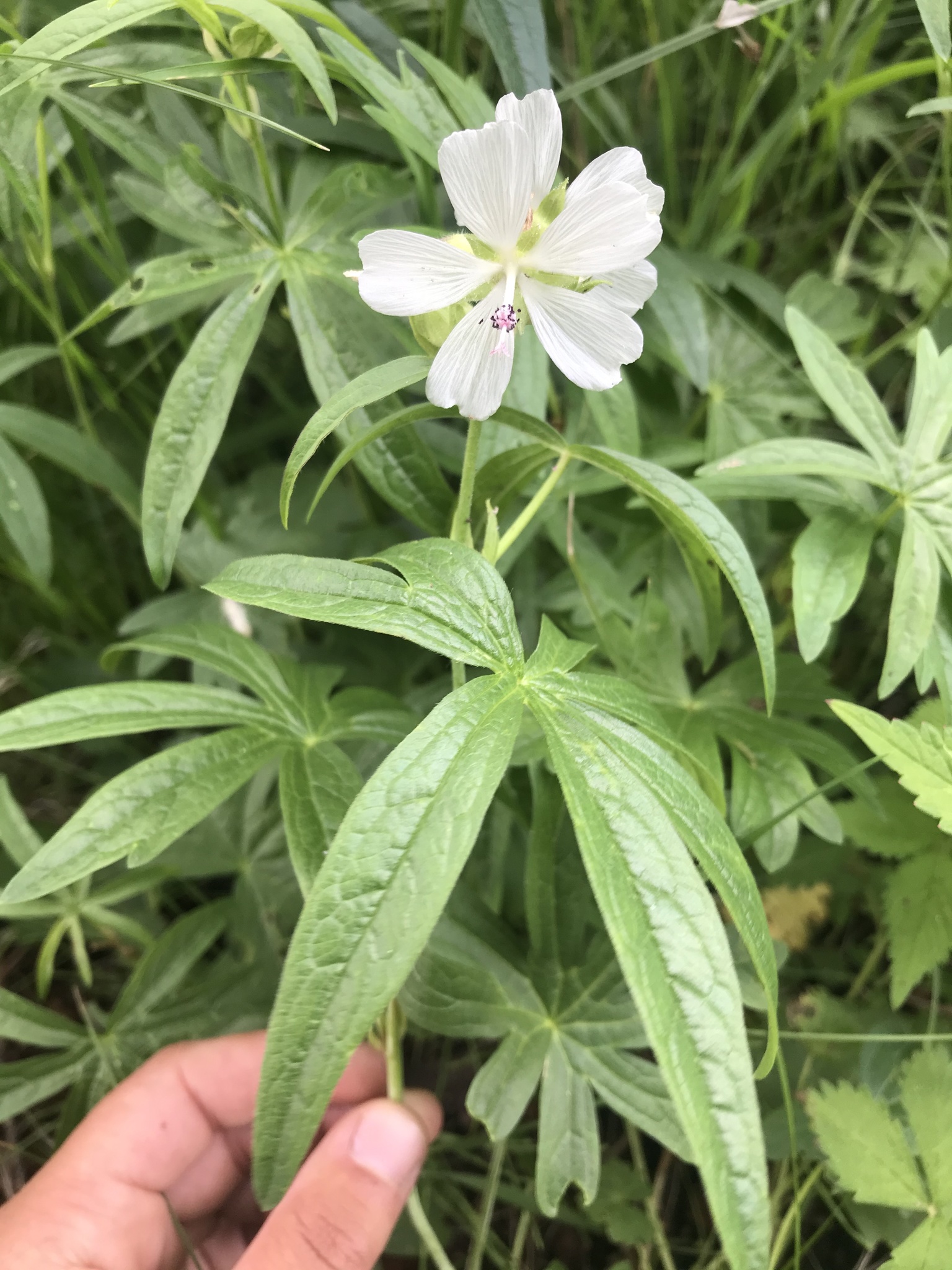 Sidalcea candida A.Gray