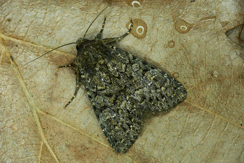 Maillard's Apamea moth (Apamea maillardi) · iNaturalist United Kingdom
