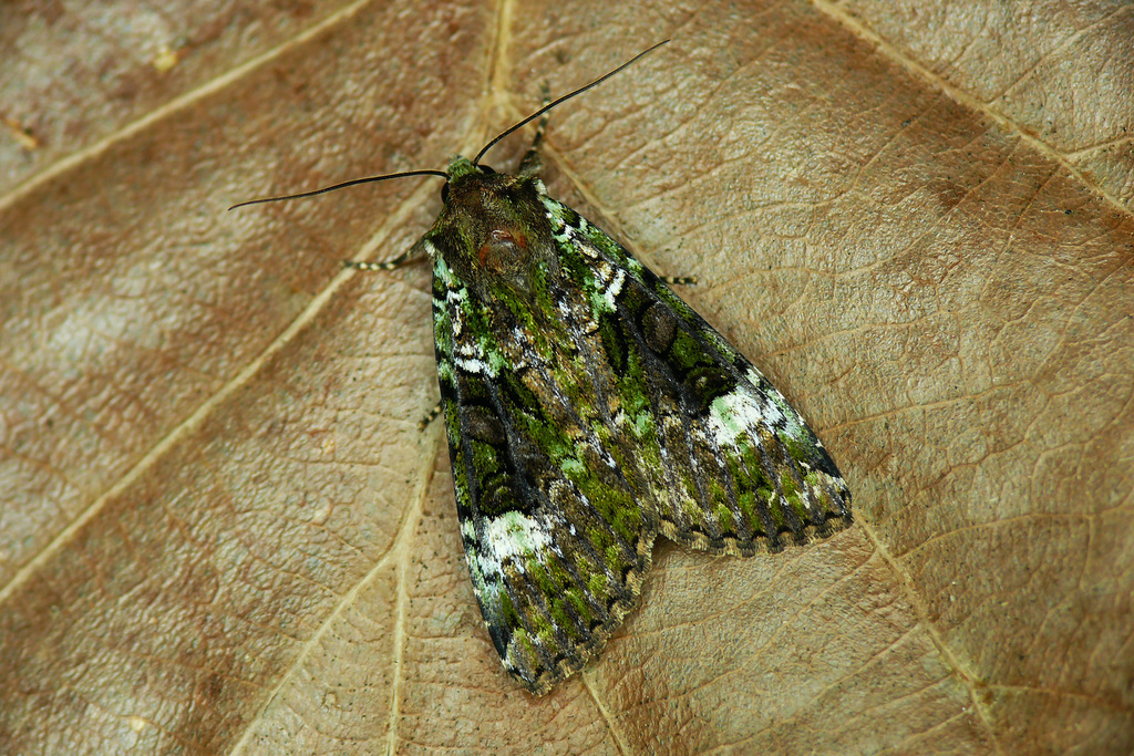 Green Arches (Lepidoptera of Savoy Mountain State Forest (Berkshire Co ...