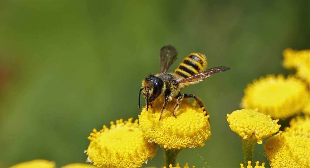 Megachile fidelis from Nanaimo, BC, Canada on July 17, 2021 at 03:40 PM ...