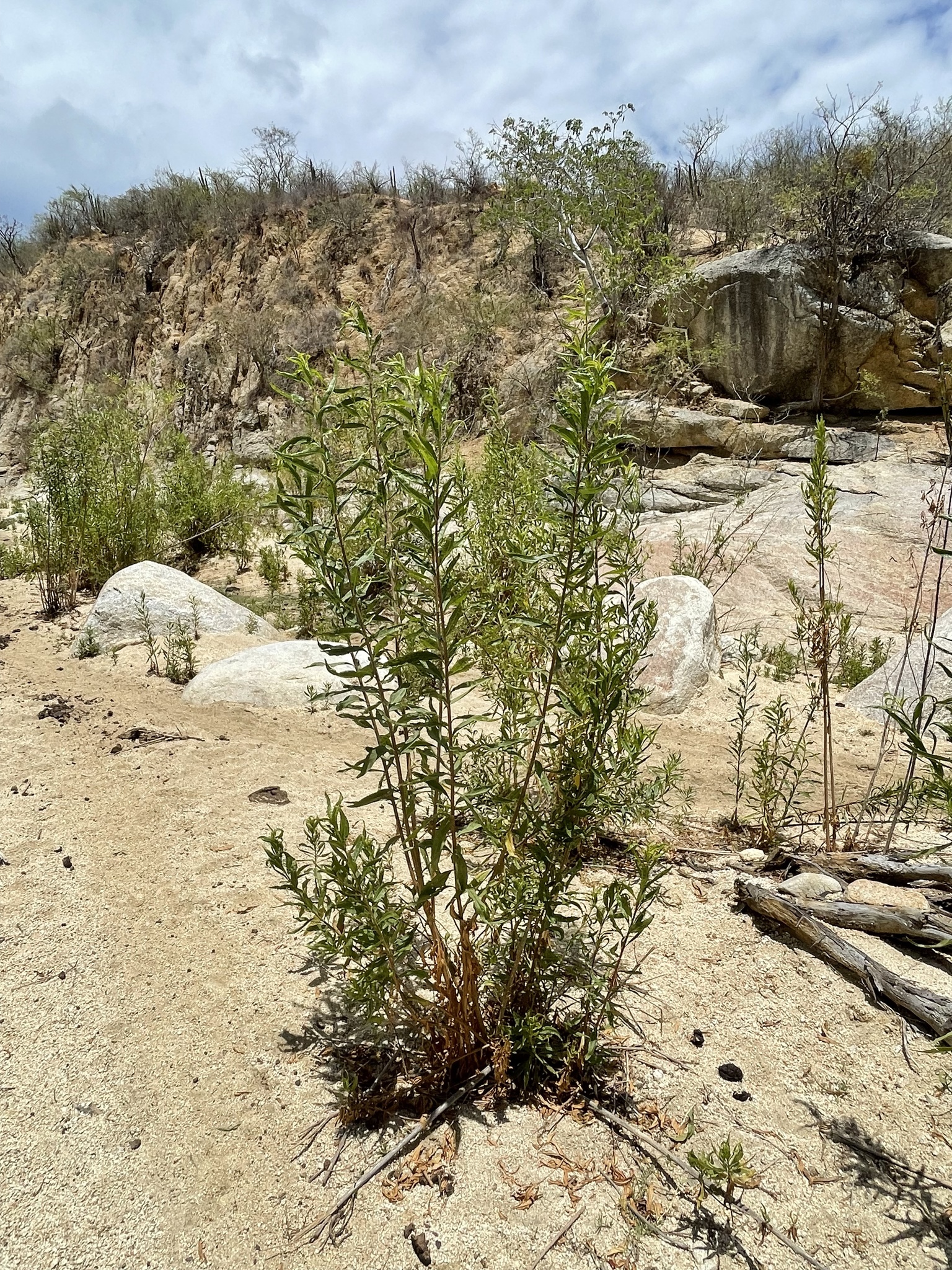 Baccharis Salicifolia