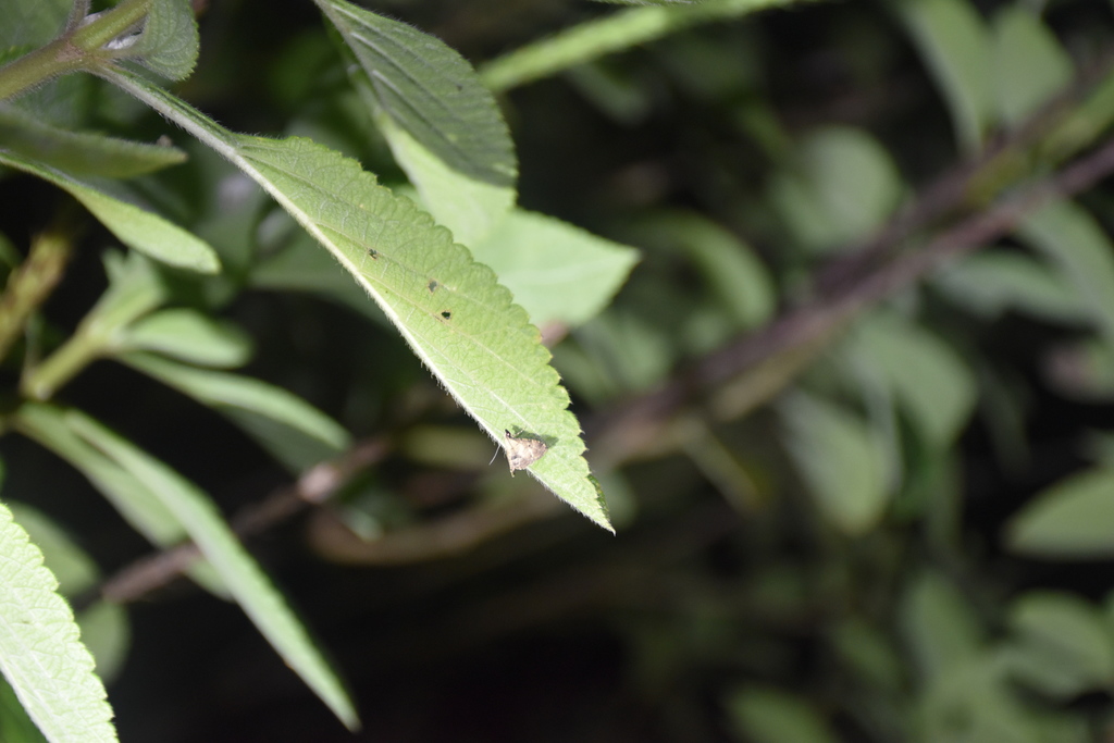 Sandava micrastigma from Brasso Seco on July 17, 2021 at 12:37 AM by ...