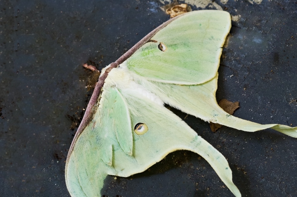 North American Luna Moth from County Lake, Kentucky 42129, USA on July ...