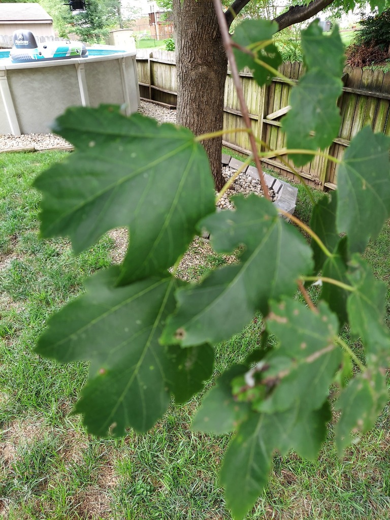 red maple from Jefferson, Kentucky, United States on July 18, 2021 at ...