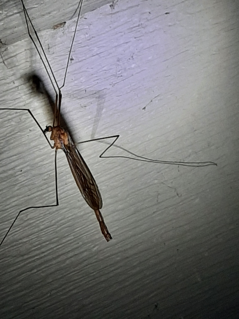 Common Crane Flies from Centreville, MD 21617, USA on July 18, 2021 at ...