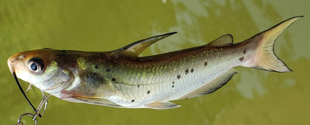 Channel Catfish from Watertown, WI, USA on July 18, 2021 at 11:03 AM by ...