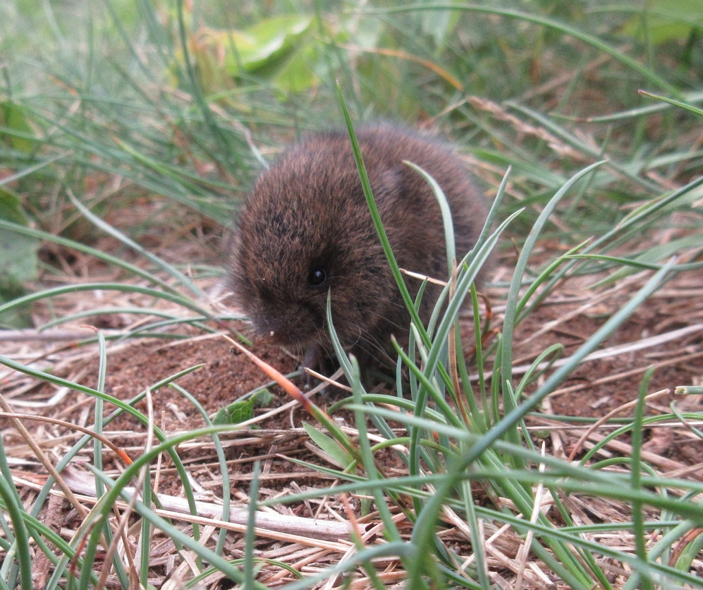 Meadow Voles from Ottawa, ON, Canada on July 8, 2021 at 07:27 AM by ...