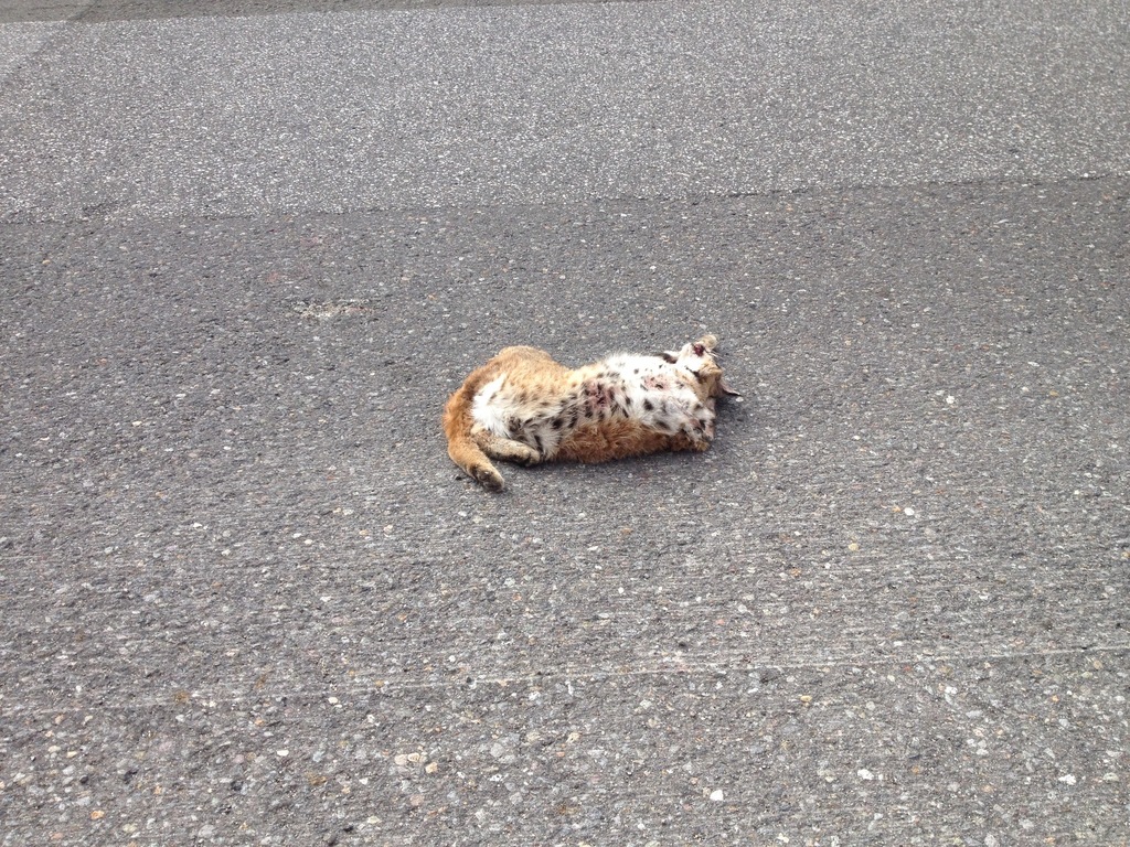 Bobcat from Truckee, CA 96161, USA on August 27, 2017 at 09:59 AM by ...