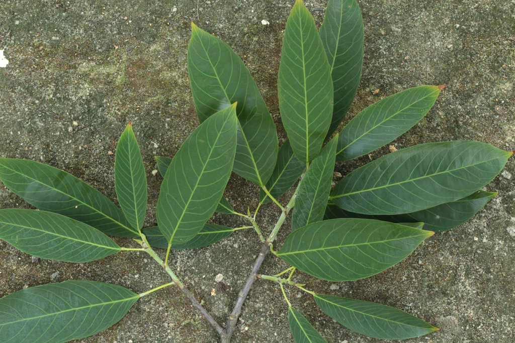 Bhesa robusta (Flora Singapore List B) · iNaturalist