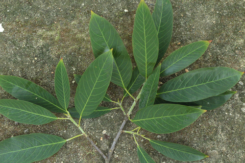 Bhesa robusta (Flora Singapore List B) · iNaturalist