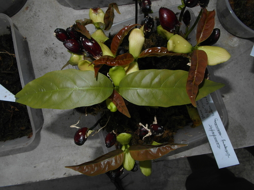 Bhesa robusta · iNaturalist