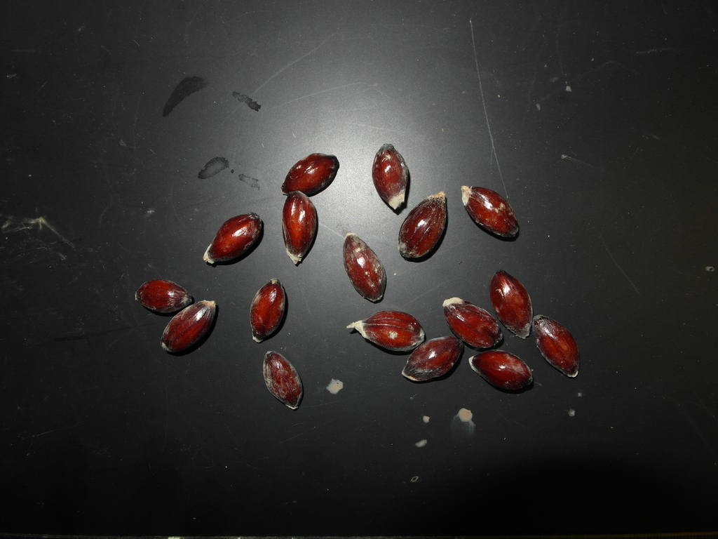 Bhesa robusta (Flora Singapore List B) · iNaturalist