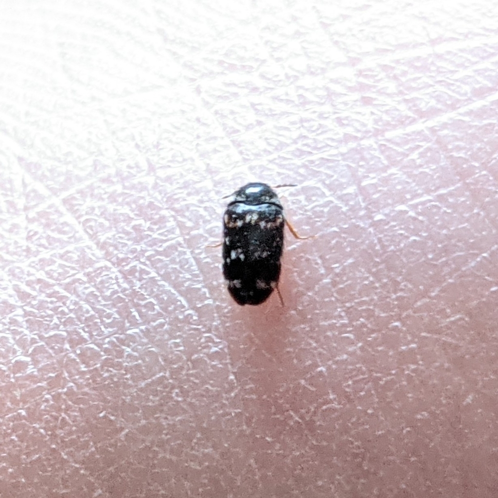 Glabrous Cabinet Beetle in July 2021 by murrdogg. Trogoderma, probably ...