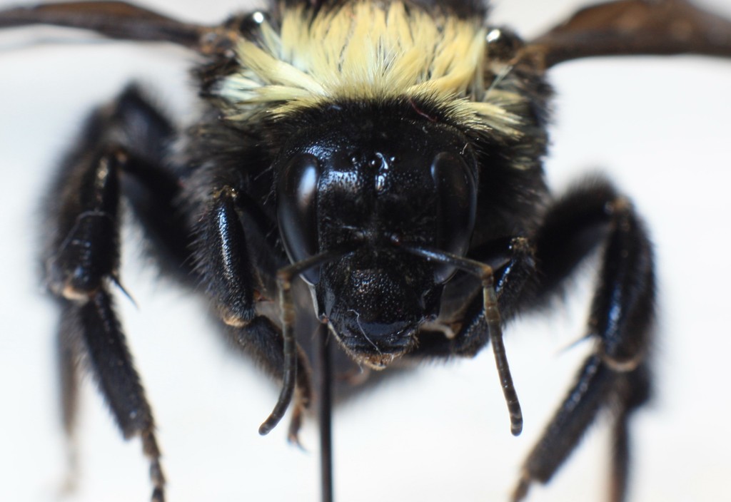 American Bumble Bee from Loves Park, IL, USA on July 14, 2021 by Joel ...