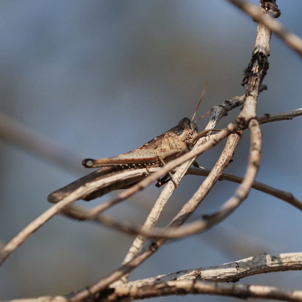 Gray Bird Grasshopper from Mission Valley East, San Diego, CA, USA on ...