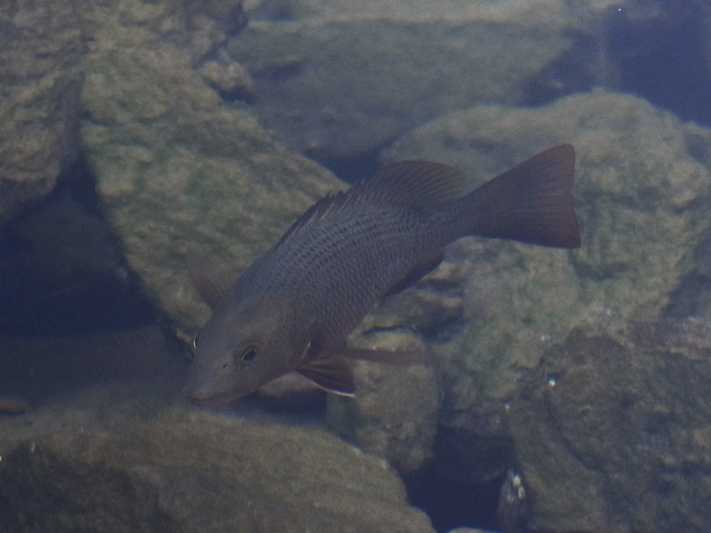 Colorado Snapper (Lutjanus colorado) - Marine Life Identification