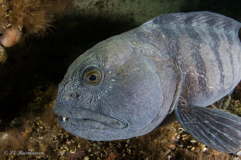 Atlantic Wolffish (Anarhichas lupus) - Marine Life Identification