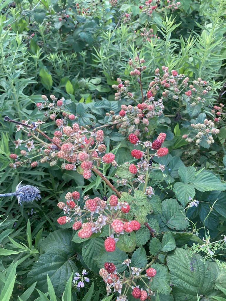 brambles from Cook County-Busse Woods Forest Preserve, Elk Grove ...