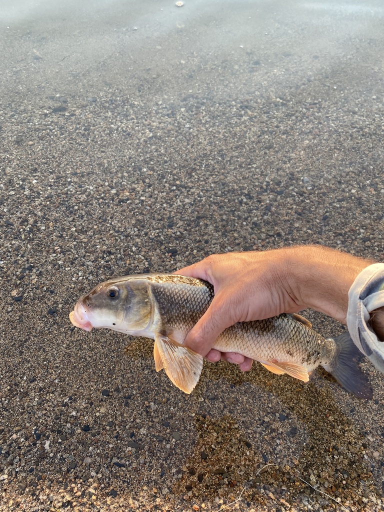 White Sucker from Blue River Arm, Dillon, CO, US on July 18, 2021 at 07 ...