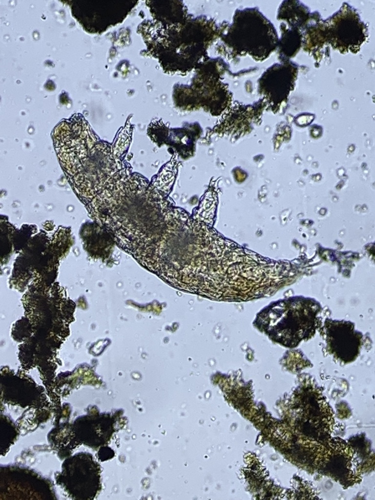 Smooth bodied Tardigrades From Lake Como PA US On July 18 2021 At 09 smooth-bodied-tardigrades-from-lake-como-pa-us-on-july-18-2021-at-09