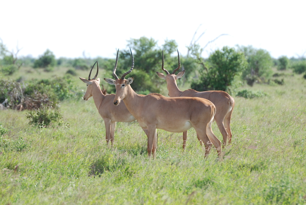 Hirola (Beatragus hunteri) - Know Your Mammals