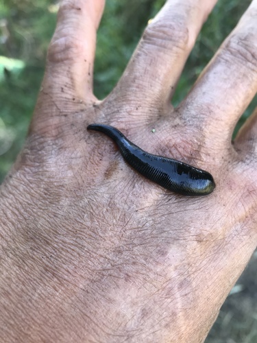 Sanguijela (Haemopis caballeroi)