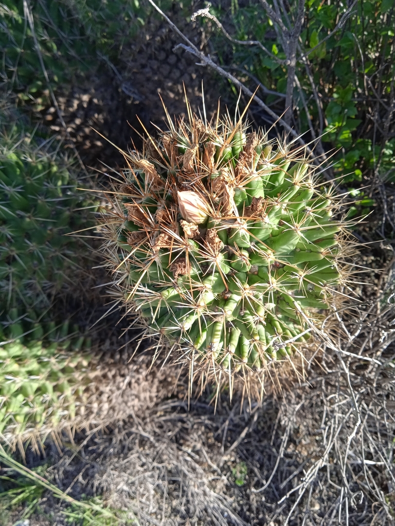 Coryphantha octacantha from Colinas de Plata, 42186 Pachuca, Hgo ...